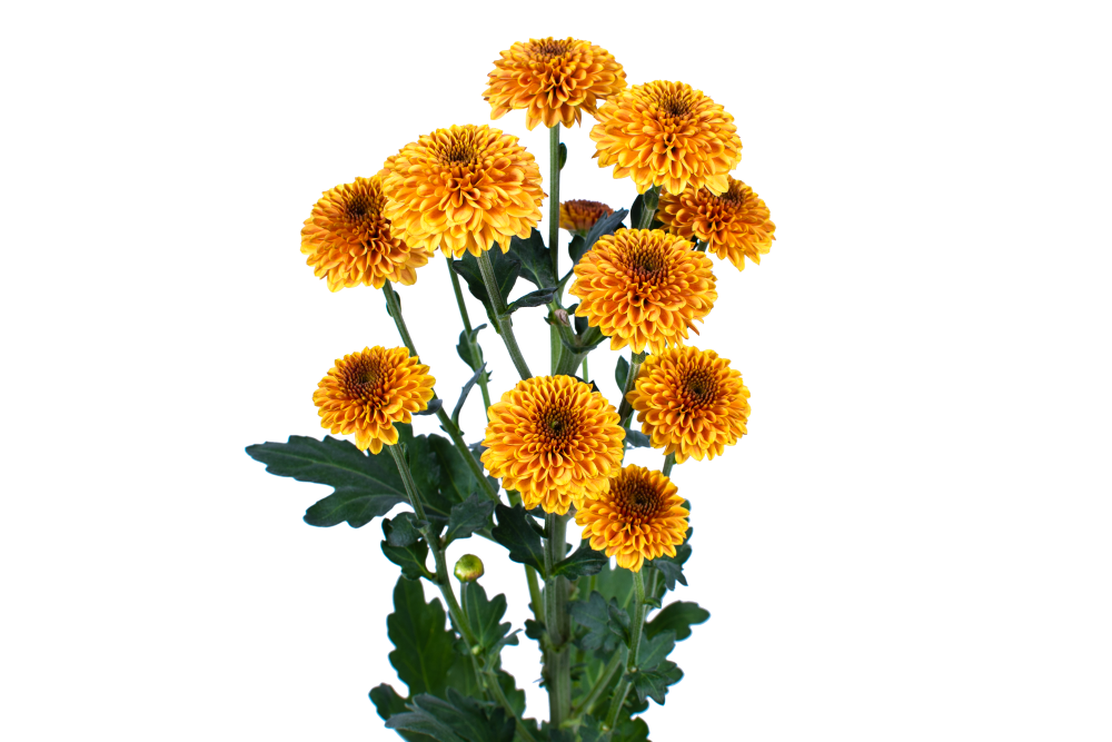 Pom Pom Orange